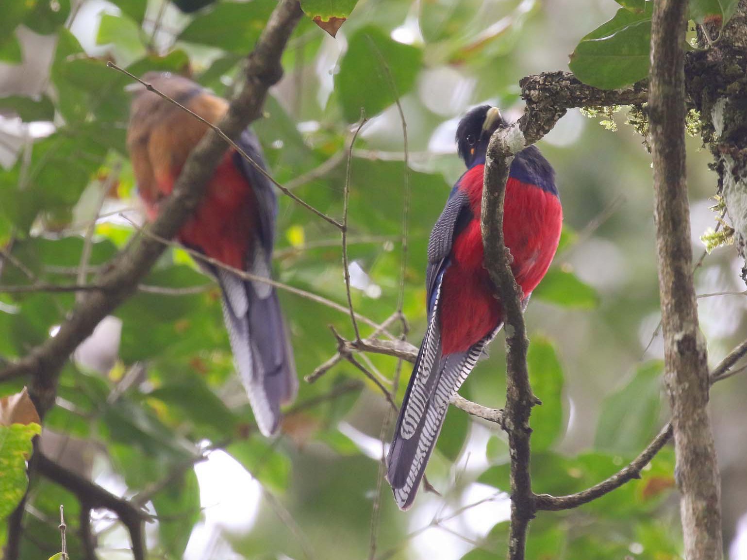Bar-tailed Trogon - eBird