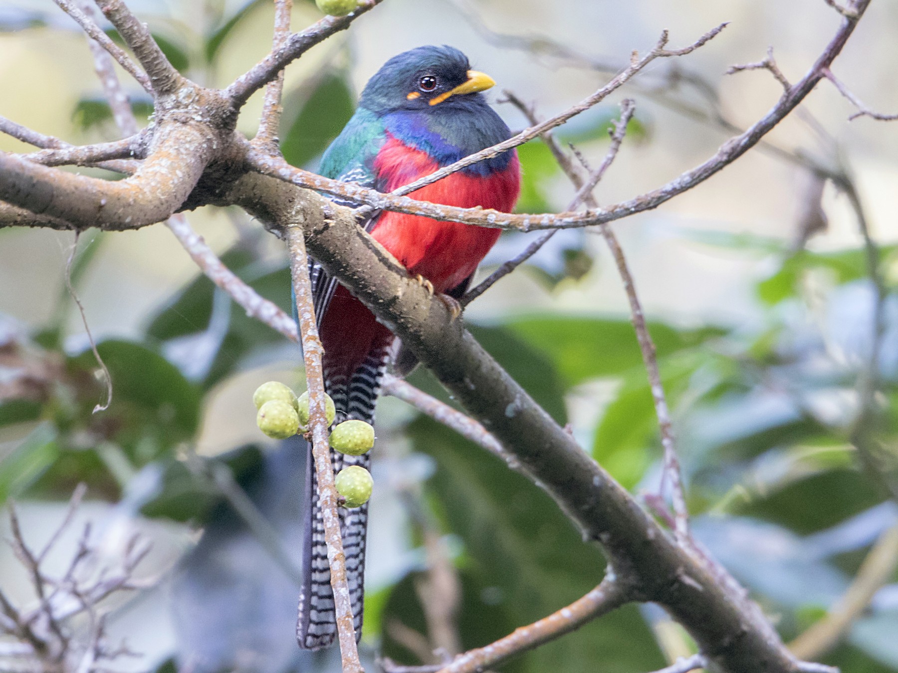 Bar-tailed Trogon - eBird