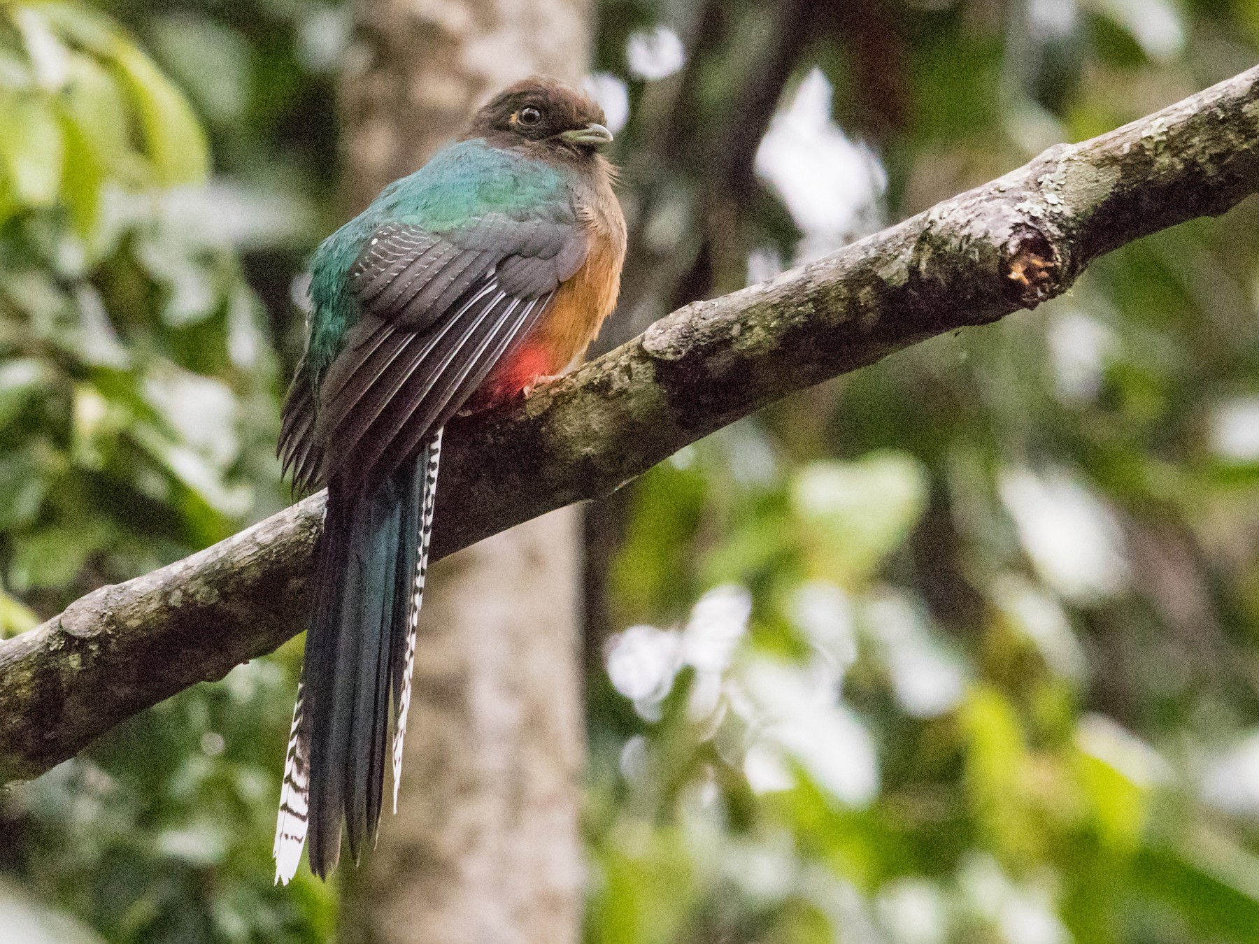 Bar-tailed Trogon - eBird