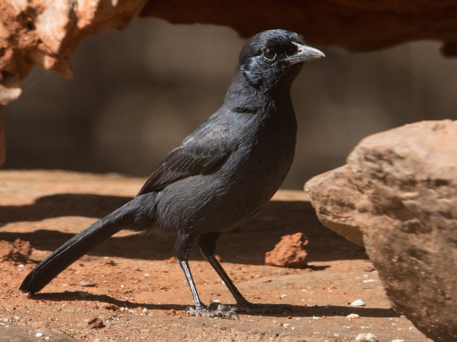 Slate-colored Boubou - eBird