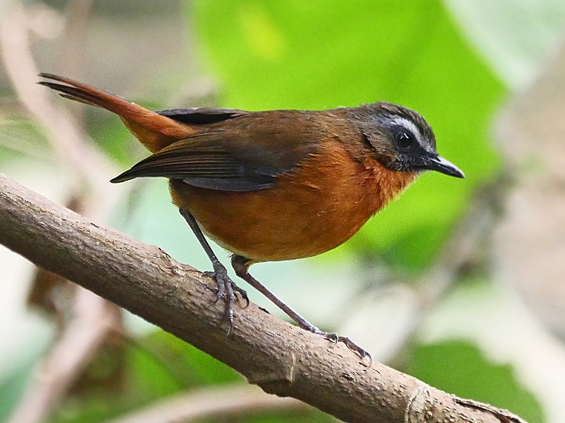 Archer's Robin-Chat - eBird