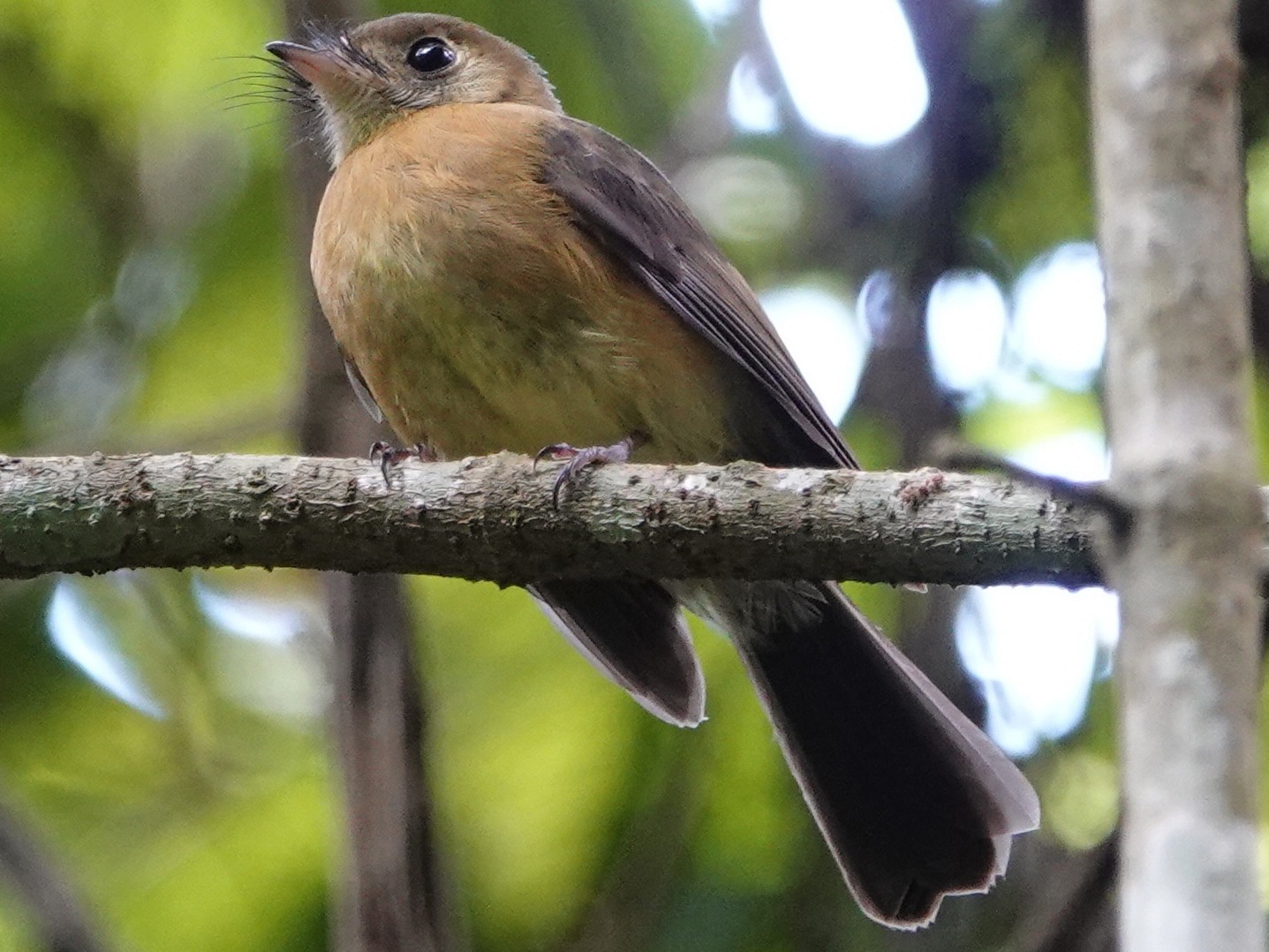 Sulphur-rumped Flycatcher - eBird