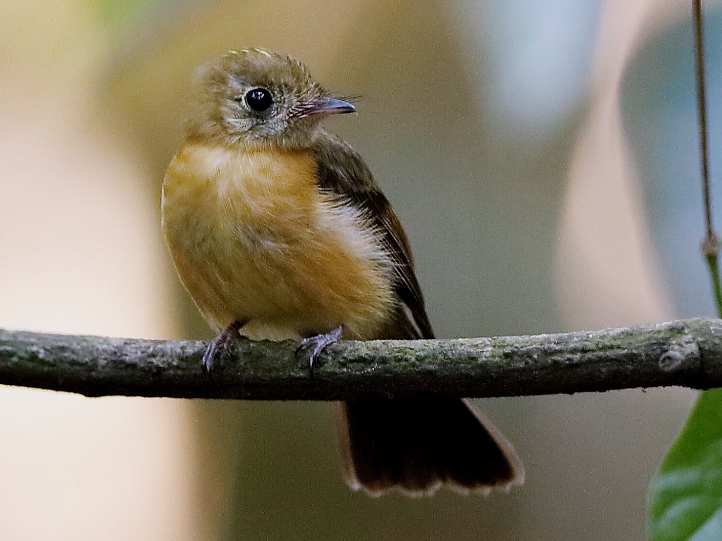 Sulphur-rumped Flycatcher - eBird