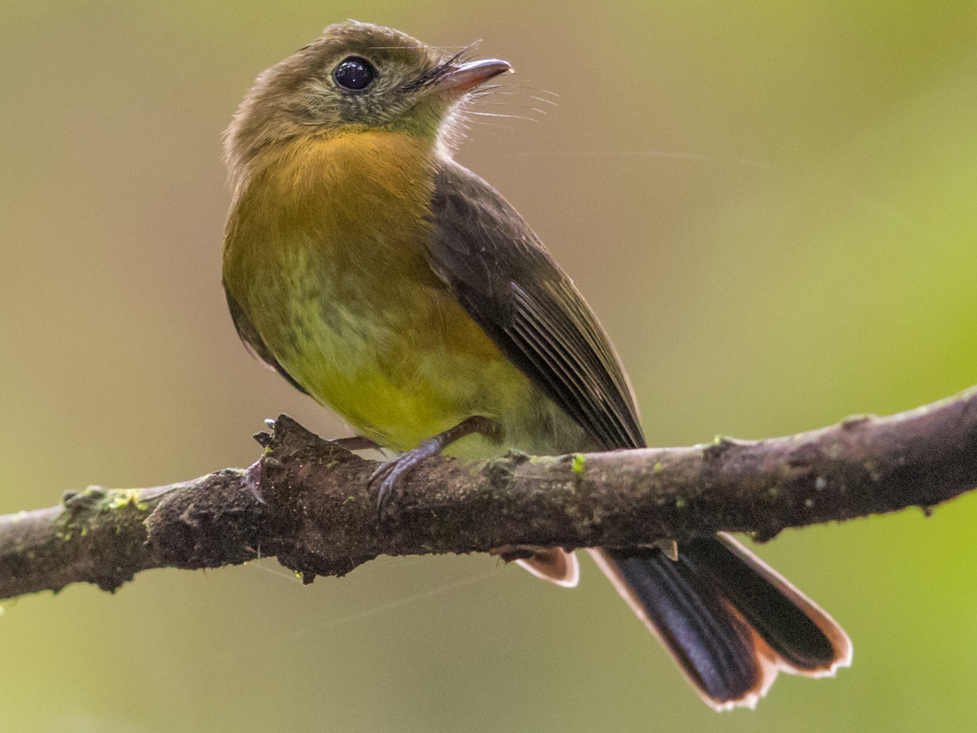 Sulphur-rumped Flycatcher - eBird