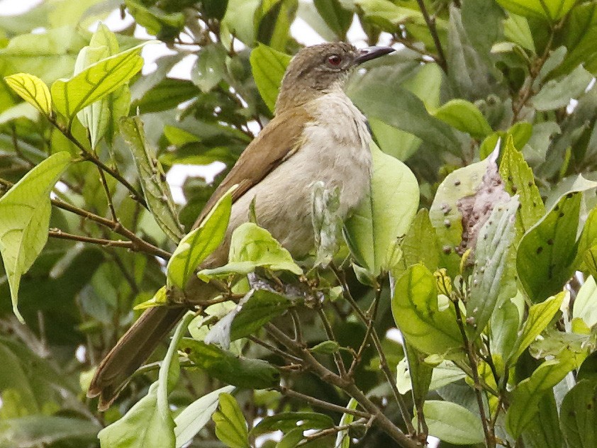 Slender-billed Greenbul - eBird