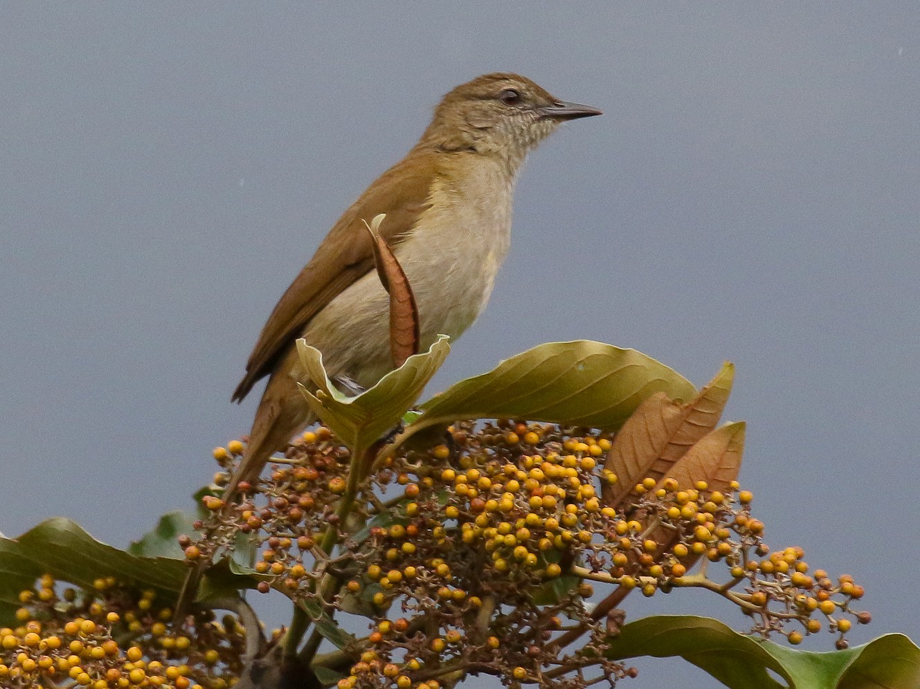 Slender-billed Greenbul - eBird