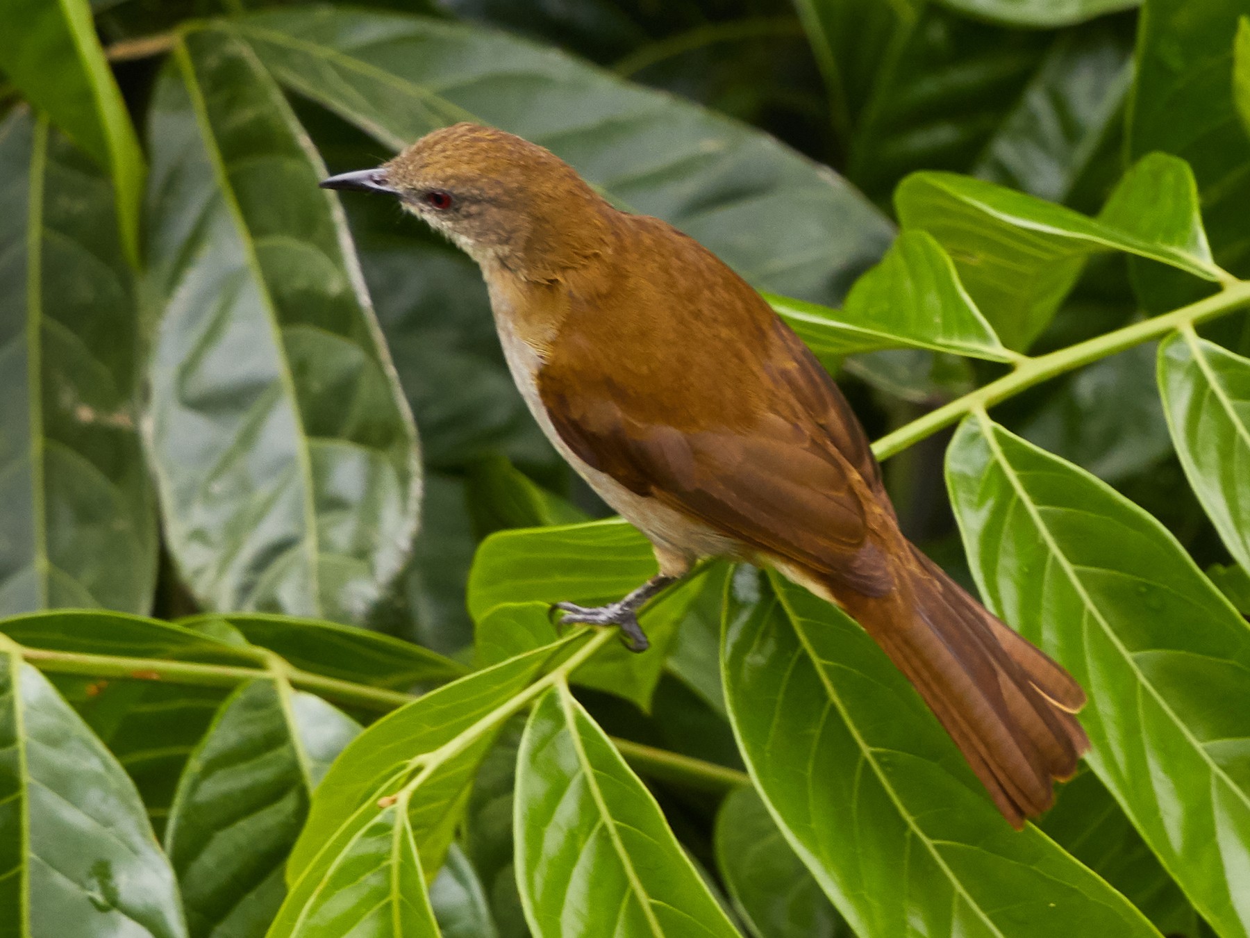 Slender-billed Greenbul - eBird