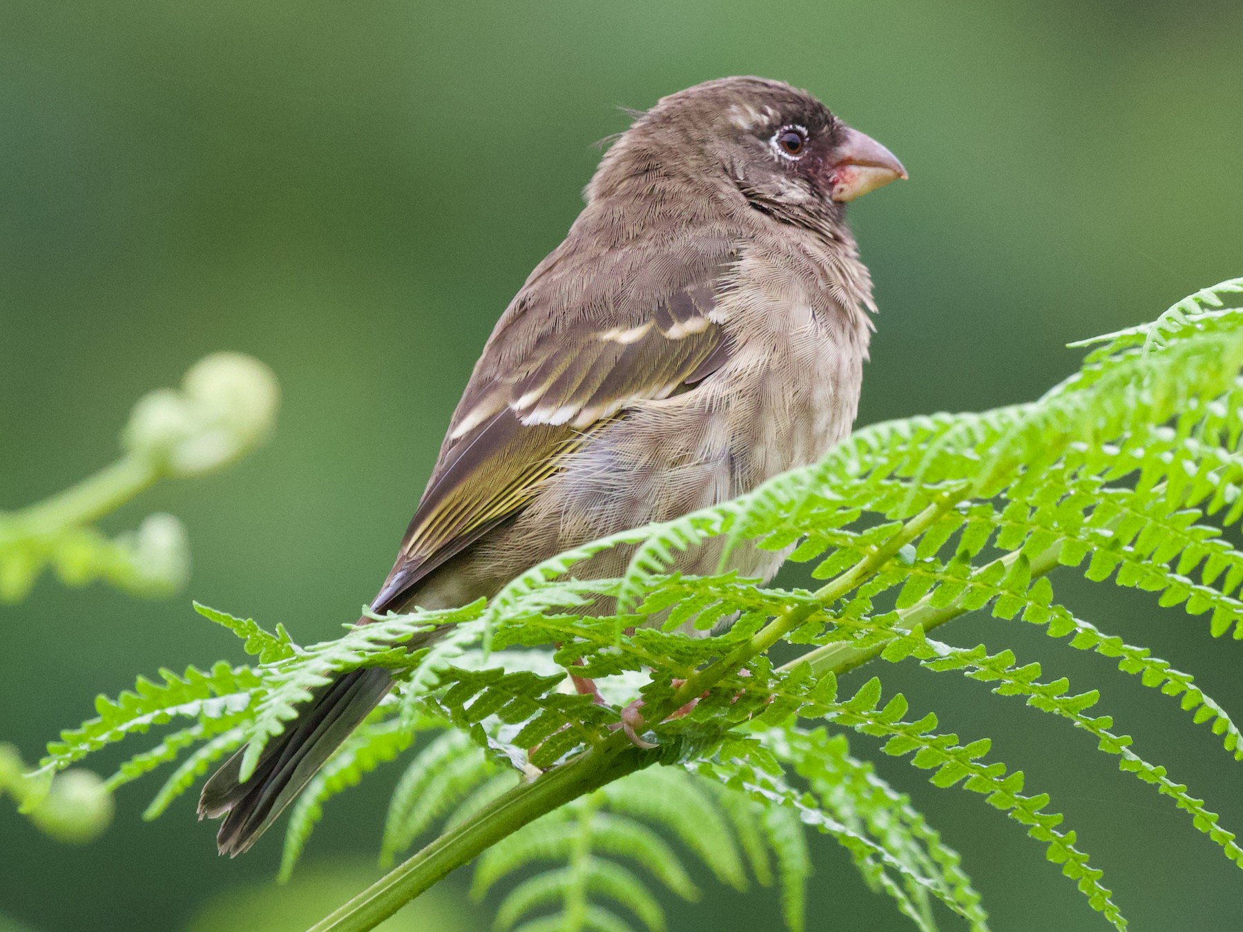 Thick-billed Seedeater - eBird