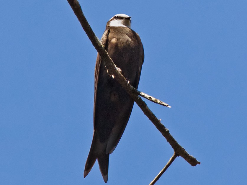 White-headed Saw-wing - eBird