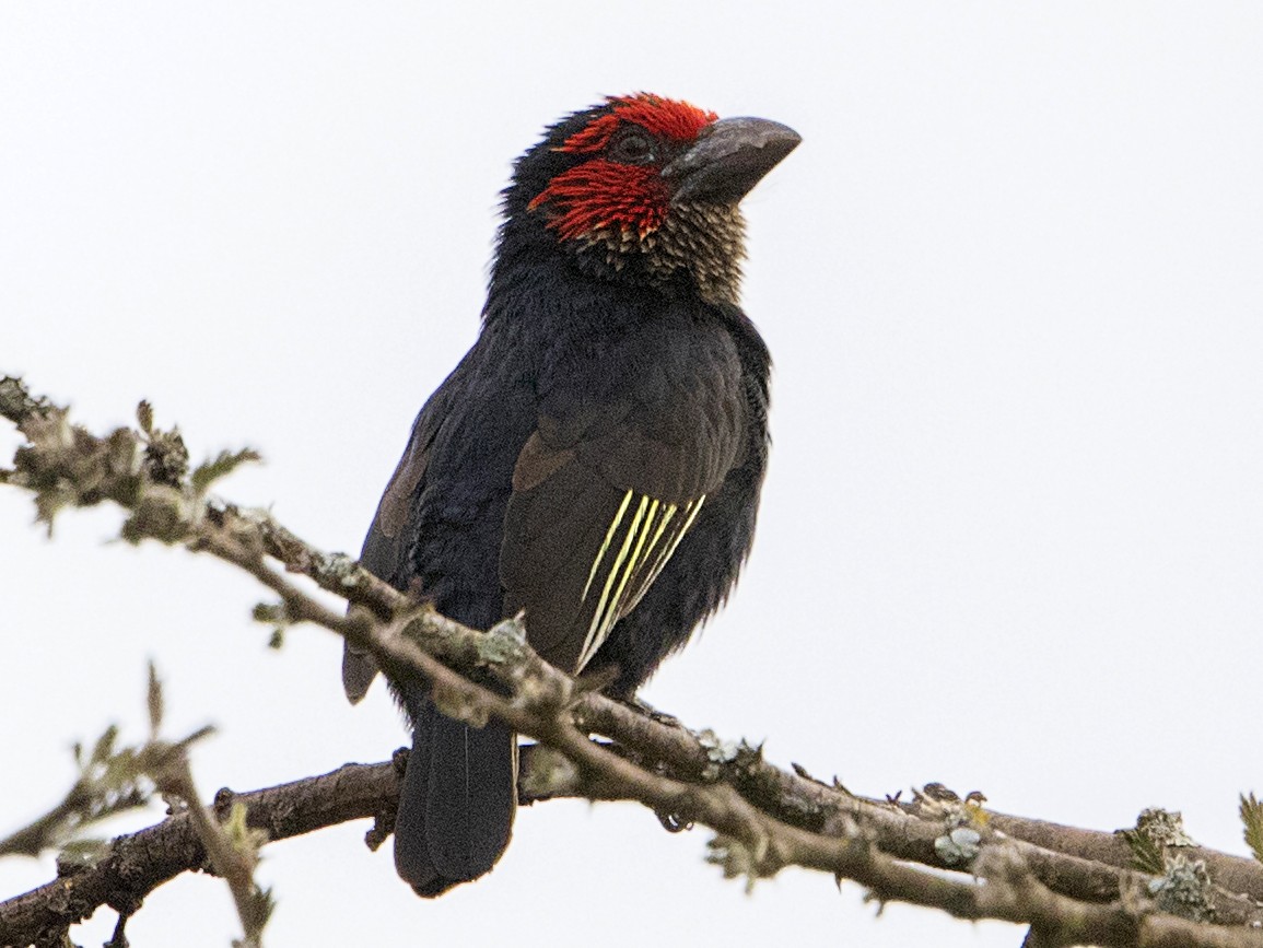 Red-faced Barbet - eBird