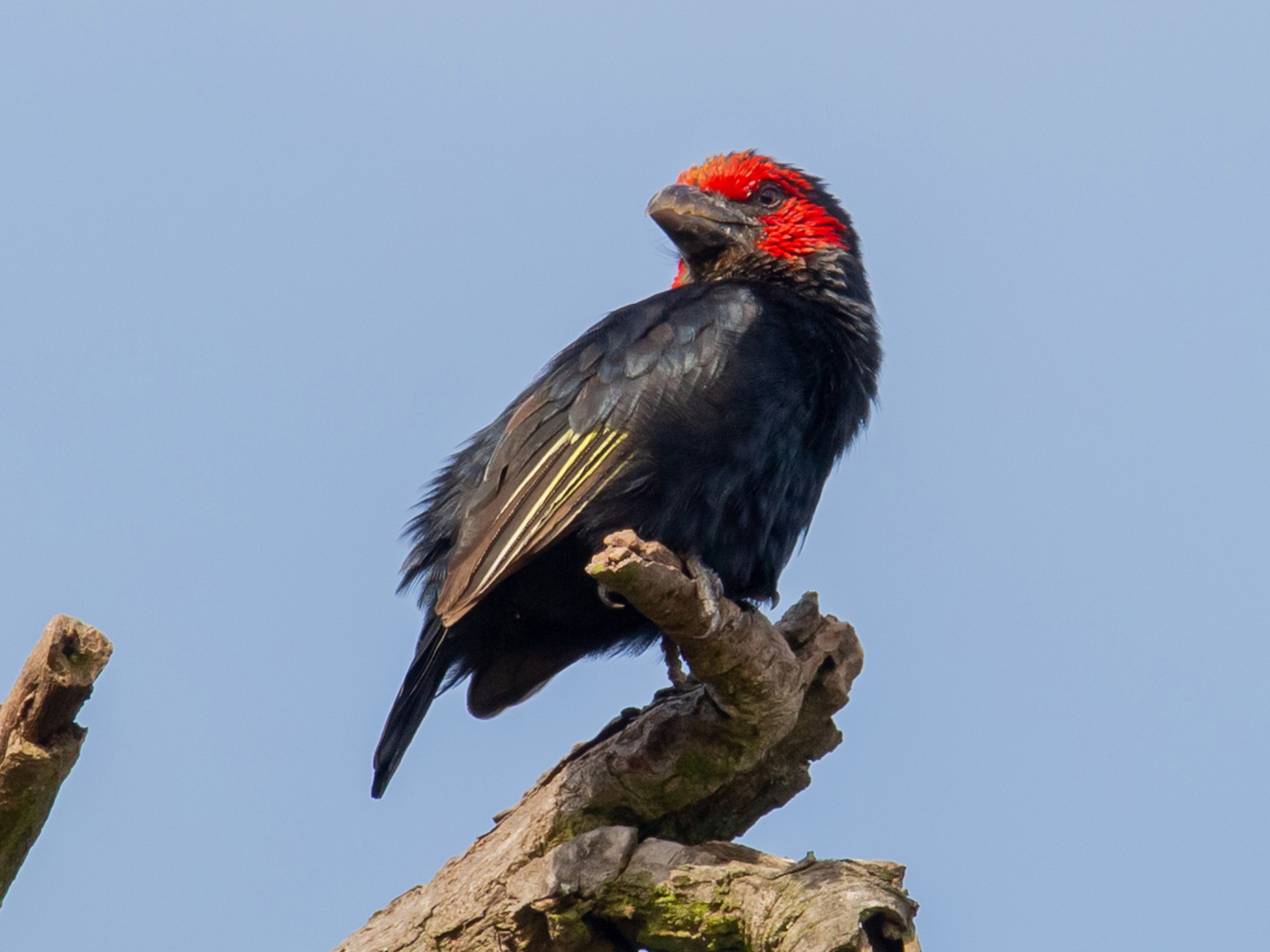 Red-faced Barbet - eBird