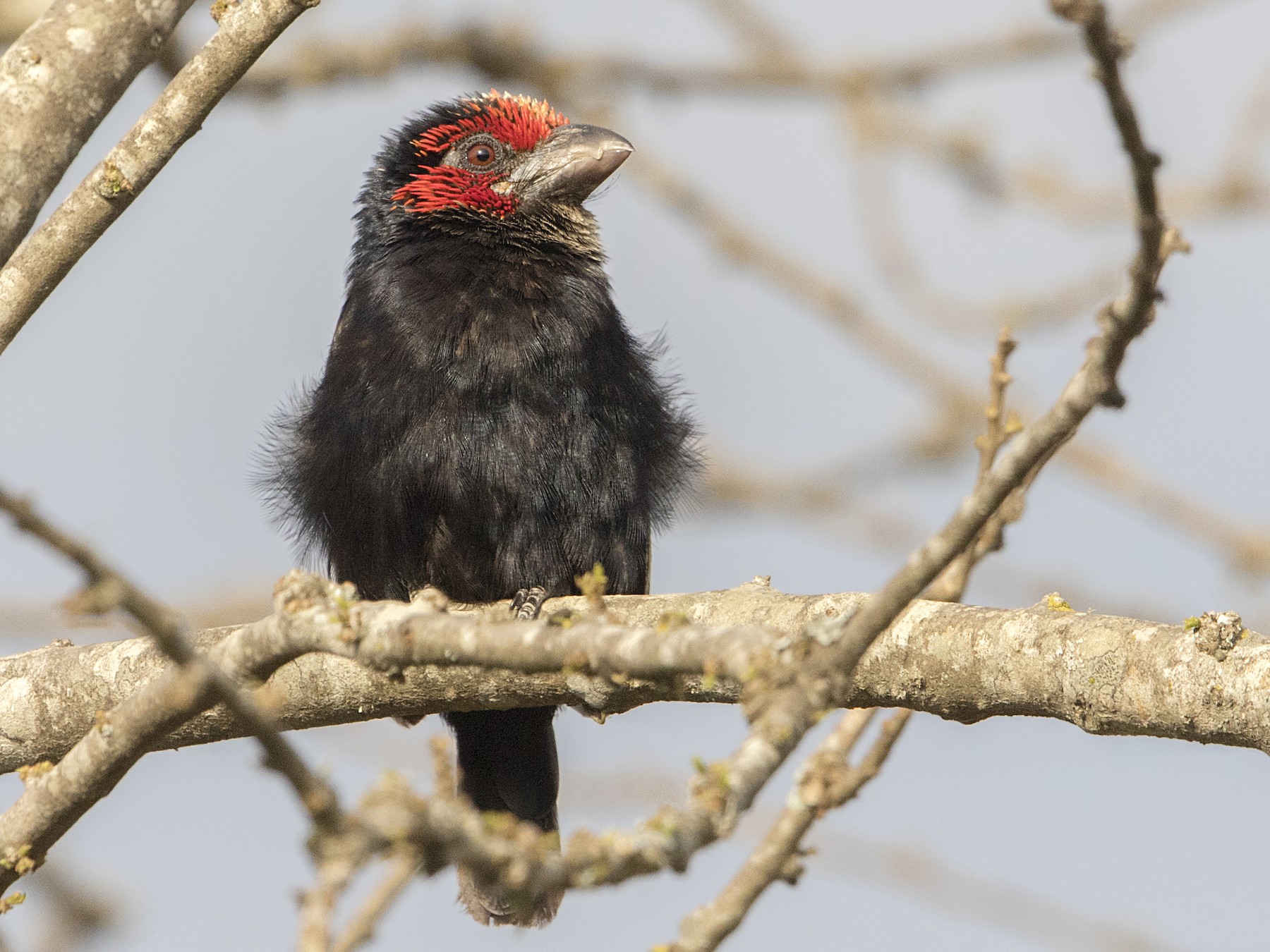 Red-faced Barbet - eBird