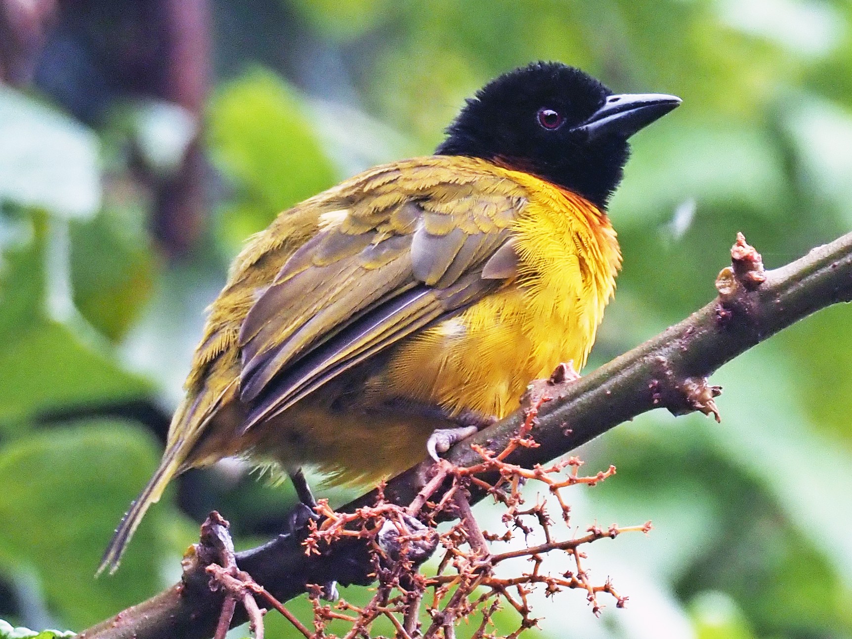 Strange Weaver - eBird