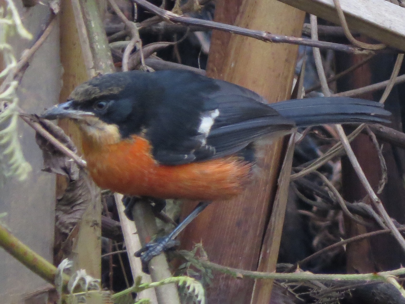 Papyrus Gonolek - eBird