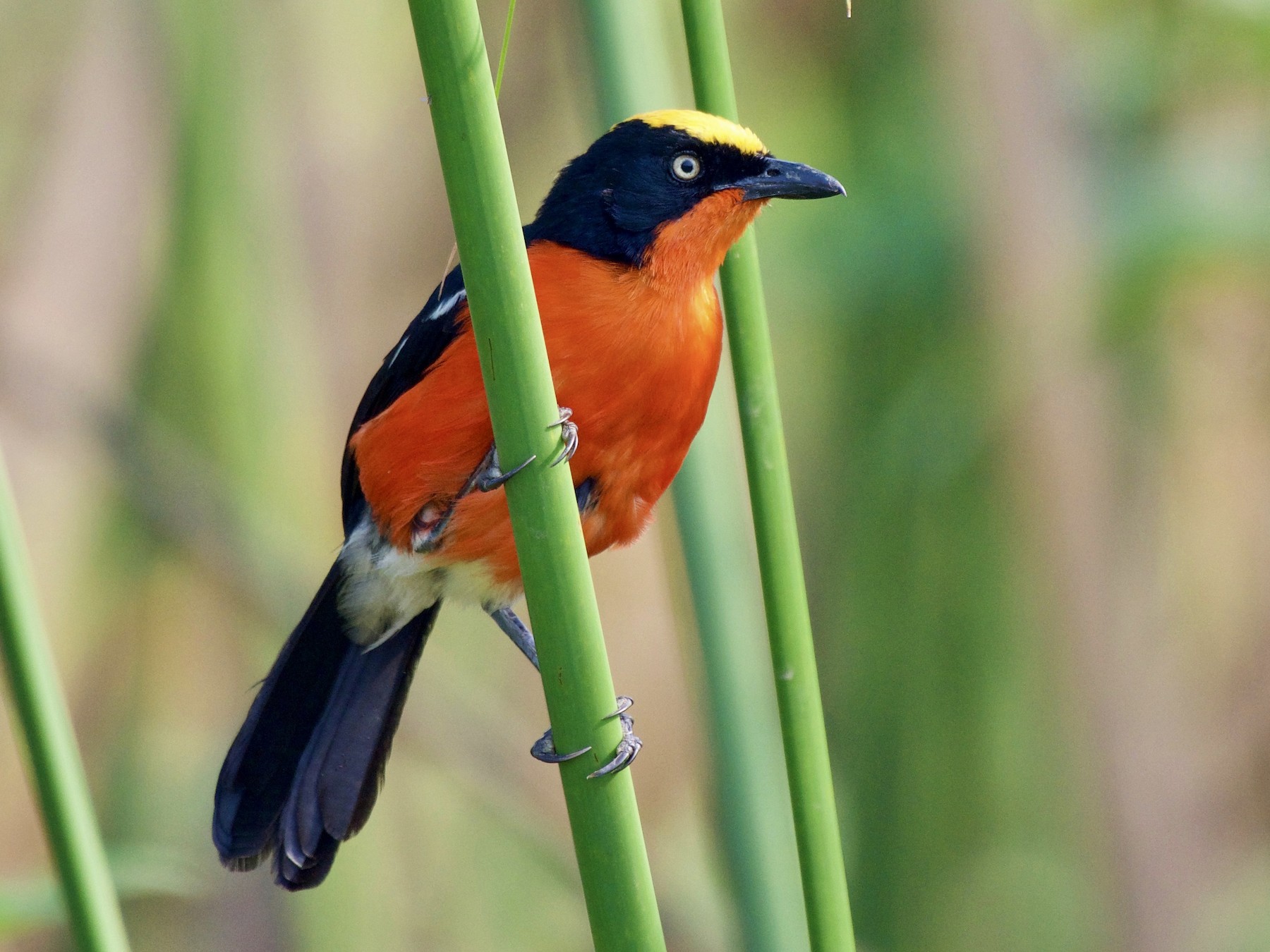 Papyrus Gonolek - eBird