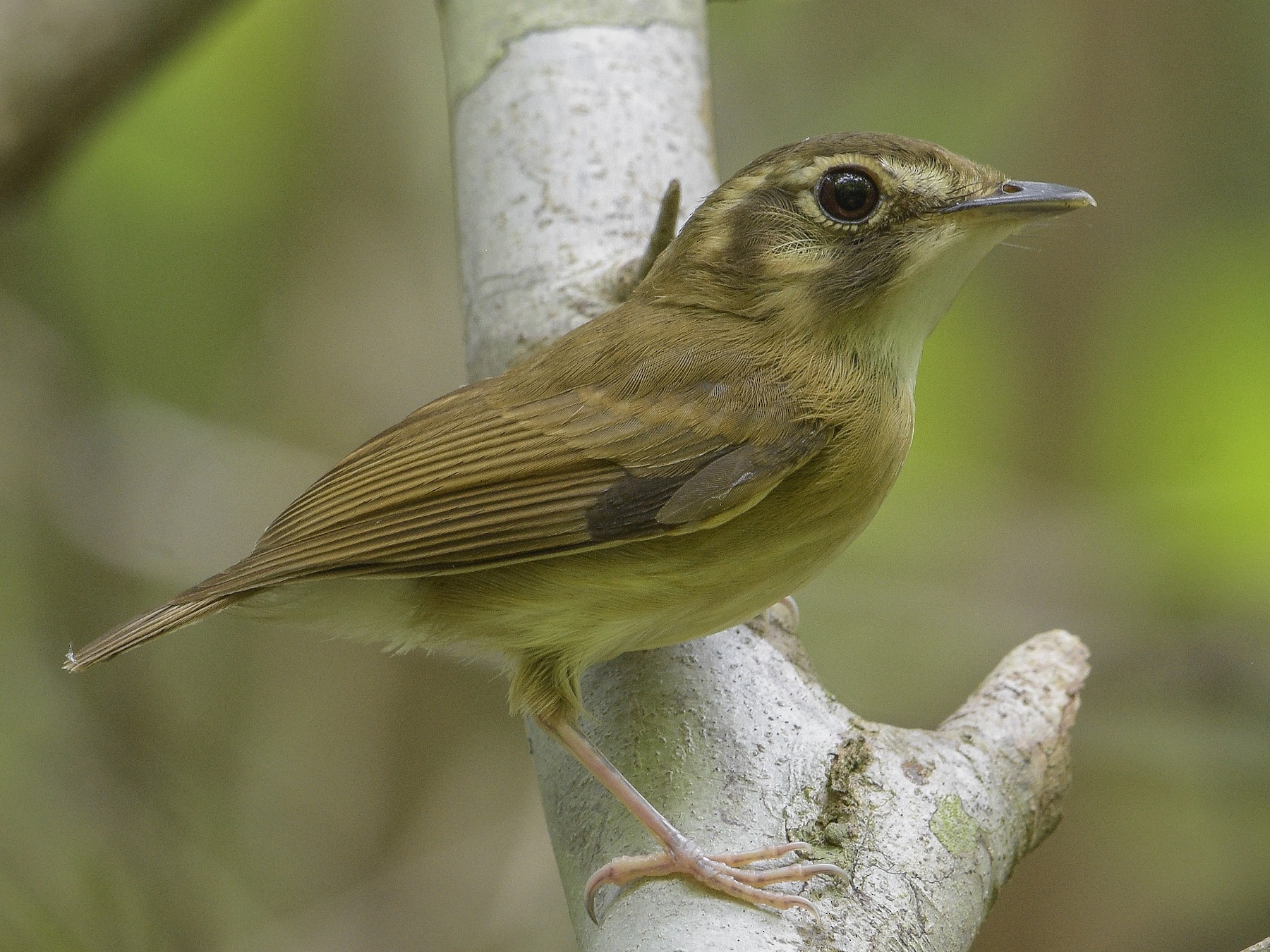 Stub-tailed Spadebill - eBird