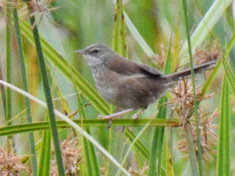 Grauer's Swamp Warbler - eBird