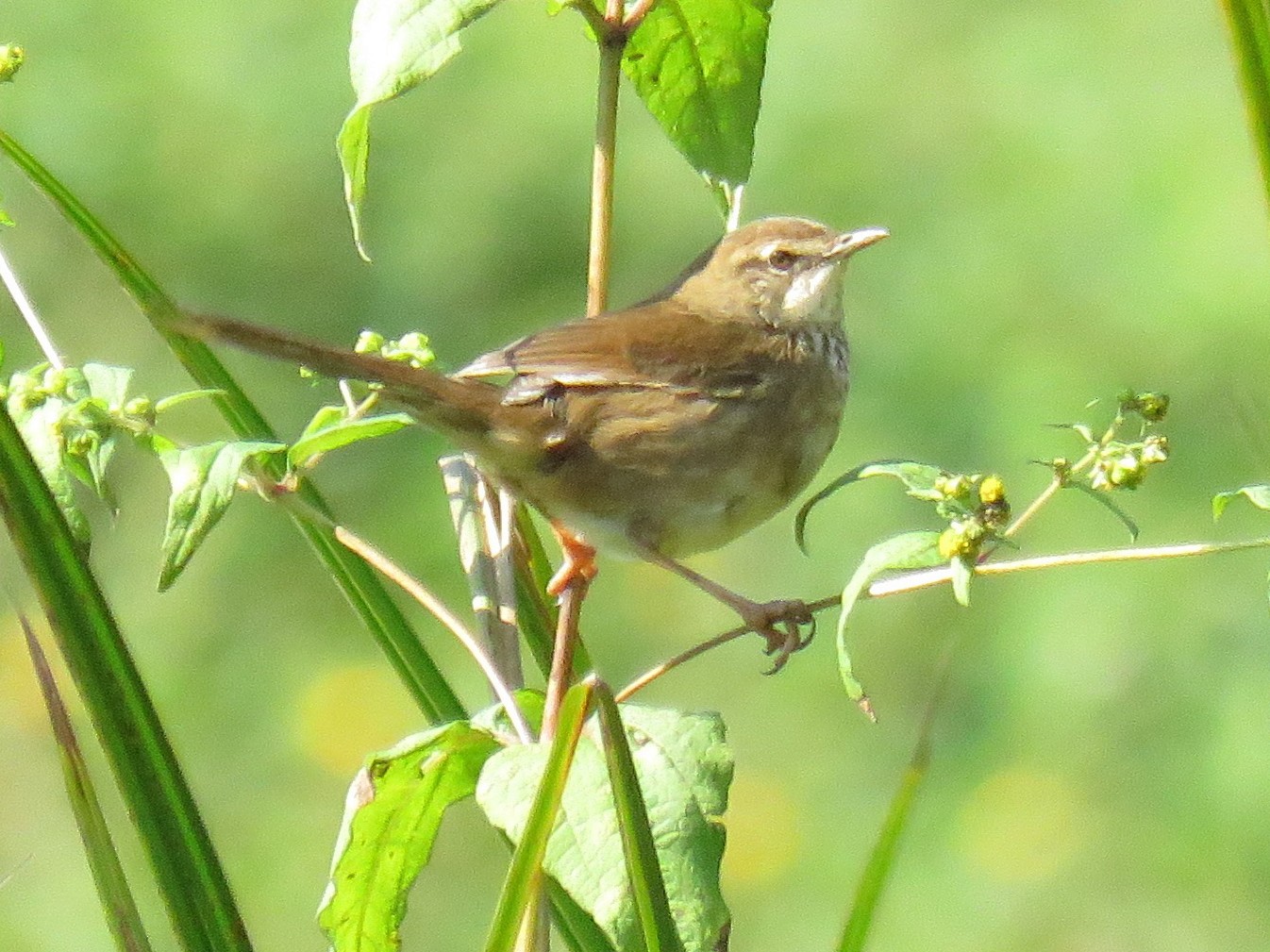 Grauer's Swamp Warbler - eBird