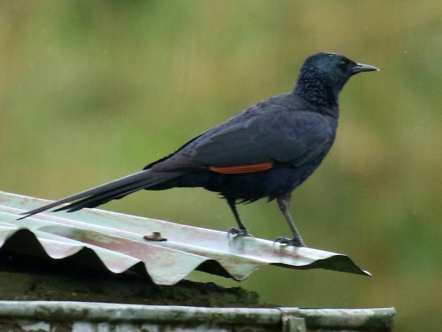 Slender-billed Starling - eBird