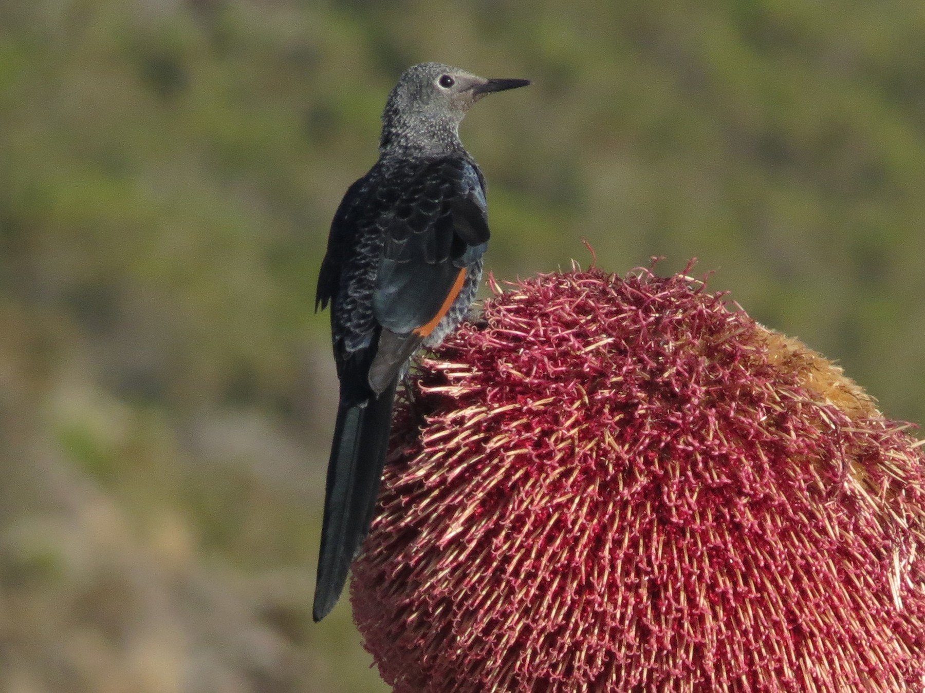 Slender-billed Starling - eBird