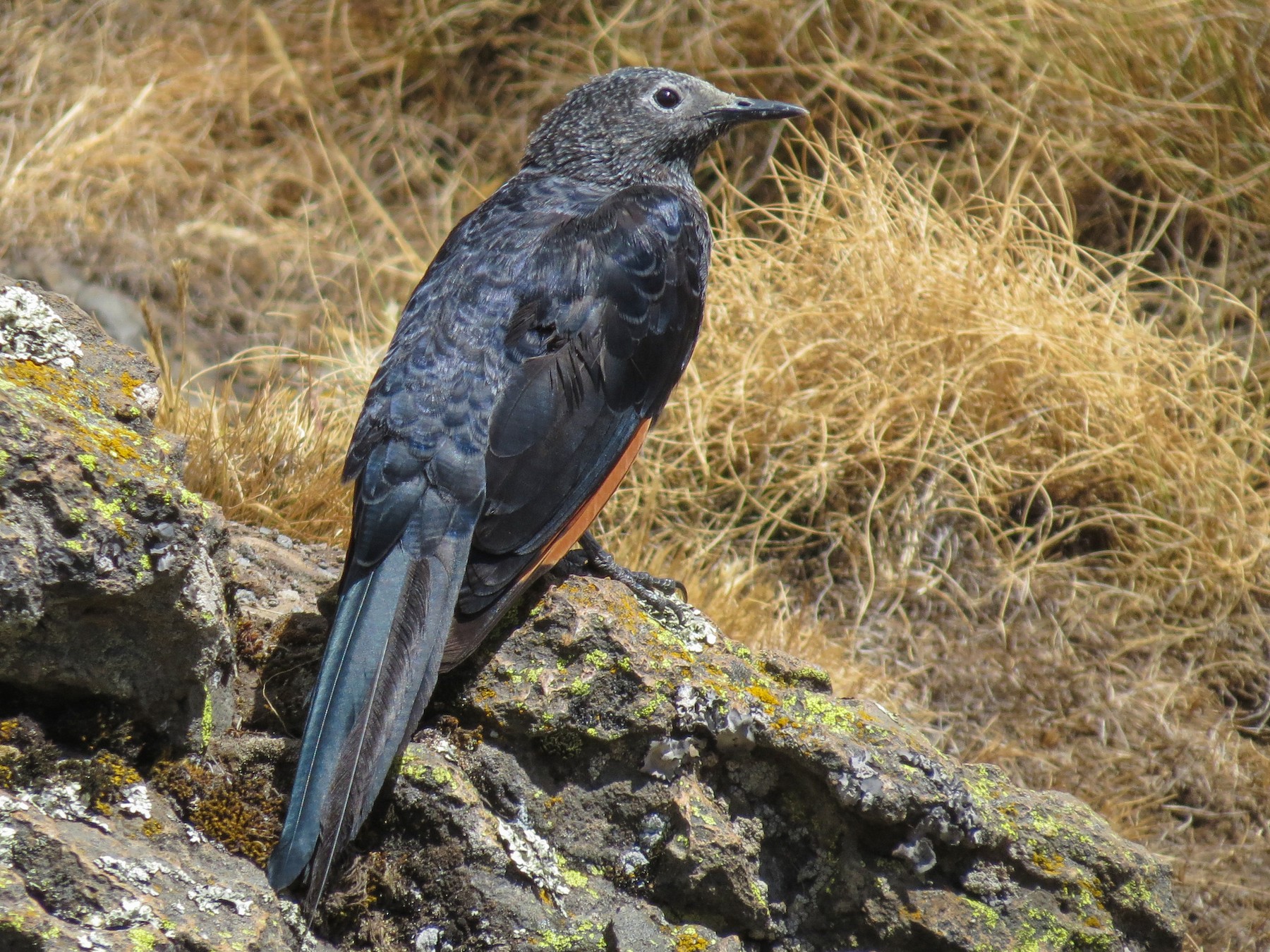 Slender-billed Starling - eBird