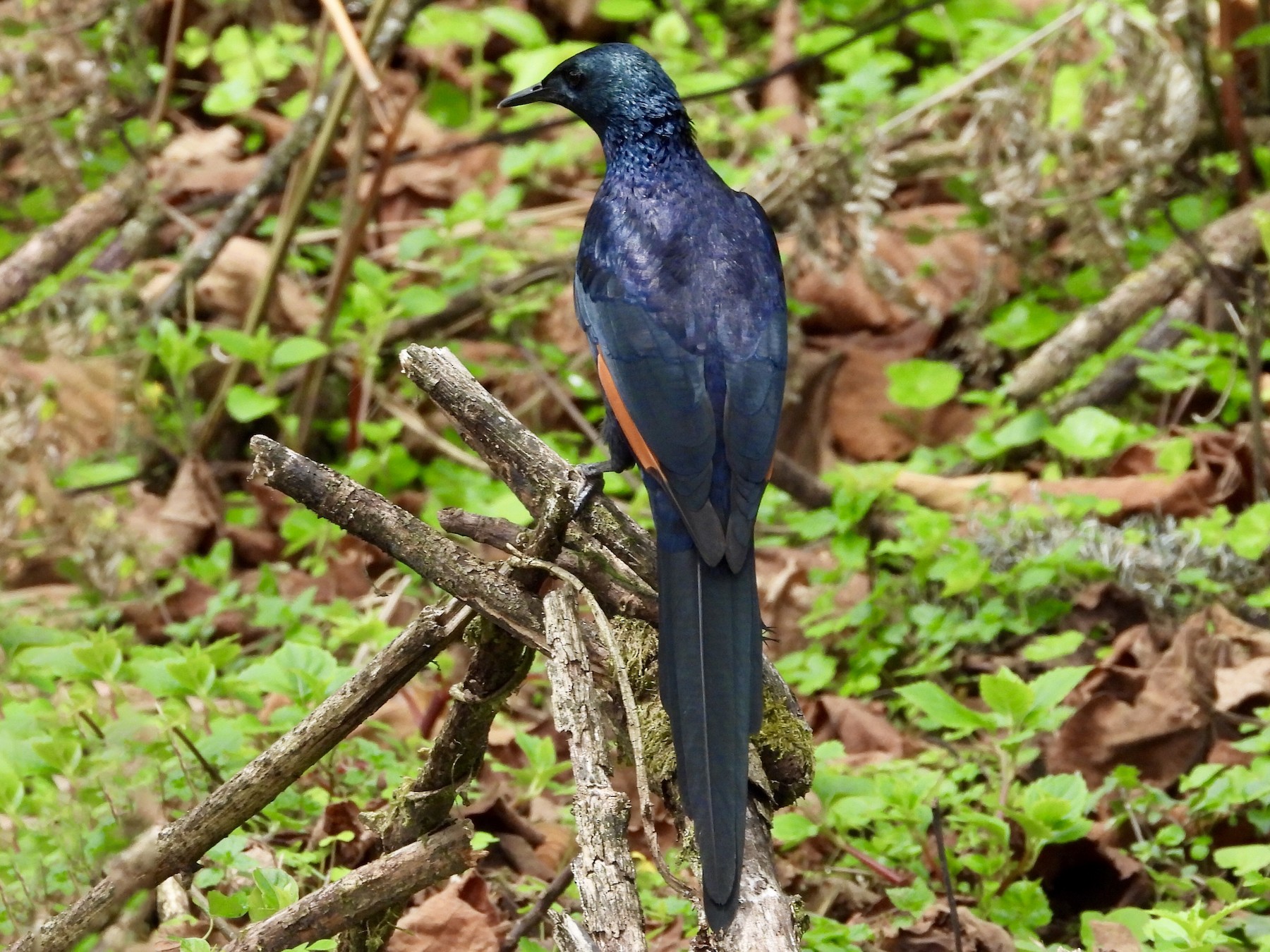 Slender-billed Starling - eBird