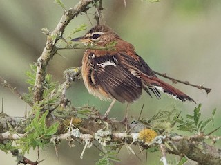 Brown-backed Scrub Robin - eBird