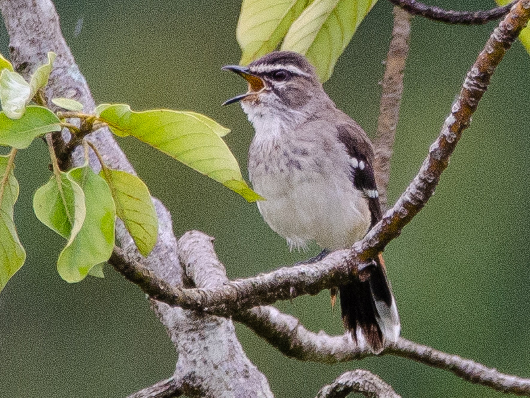 Brown-backed Scrub-Robin - eBird