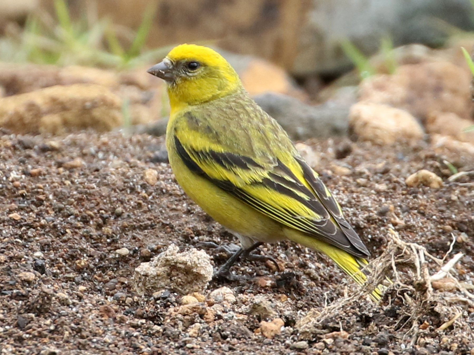 Yellow-crowned Canary - eBird