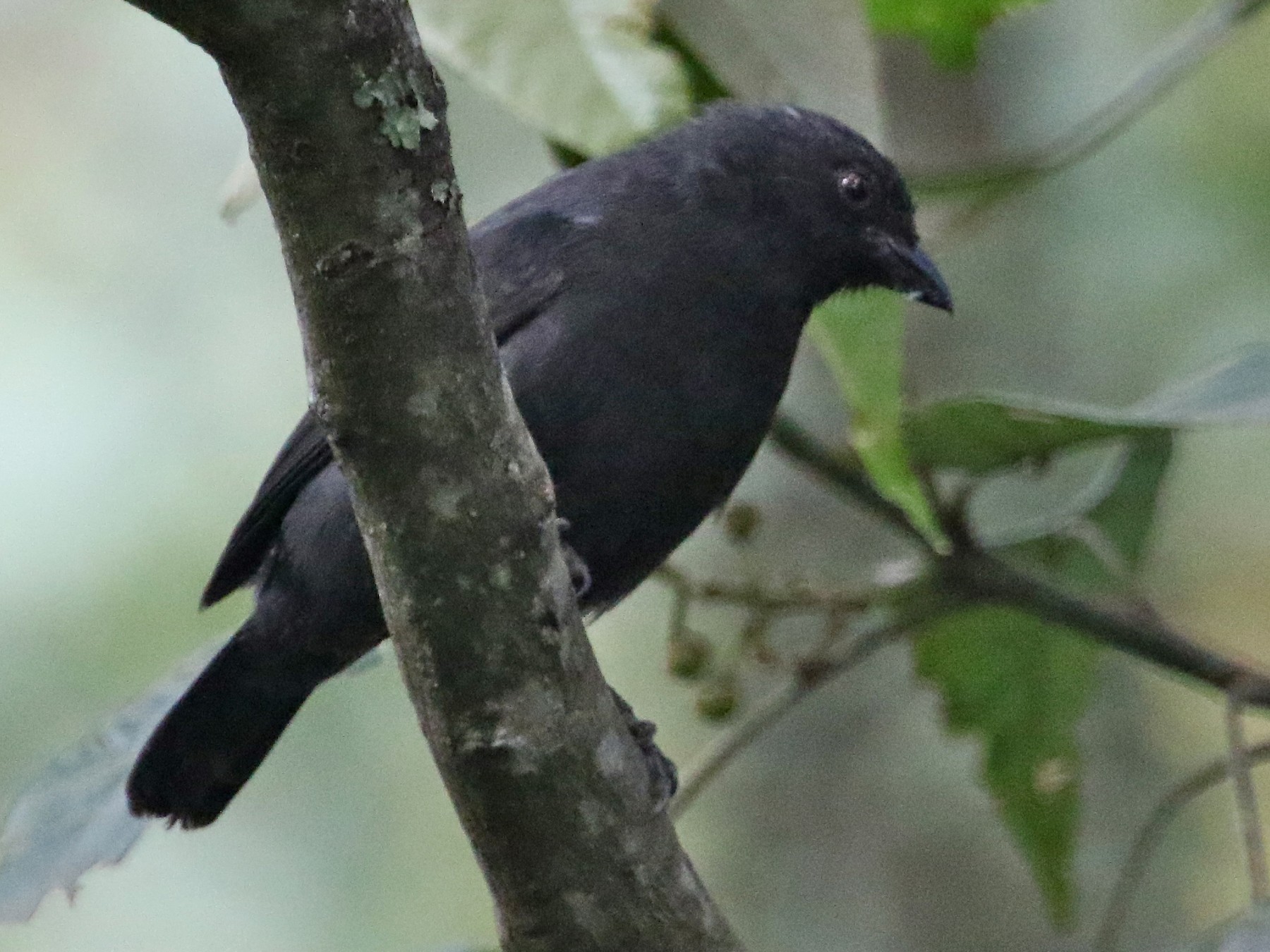 Dusky Tit - eBird