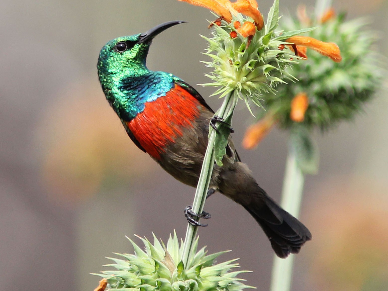 Olive-bellied Sunbird - eBird