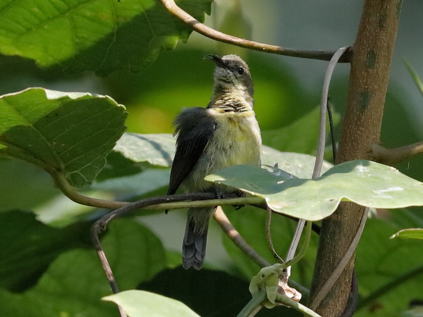 Olive-bellied Sunbird - eBird