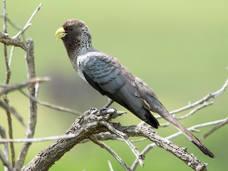 Touraco à queue barrée - eBird