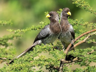 Touraco à queue barrée - eBird