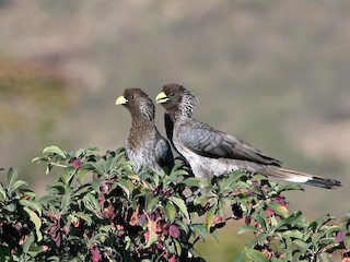 Touraco à queue barrée - eBird