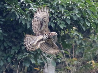 Cassin's Hawk-Eagle - eBird