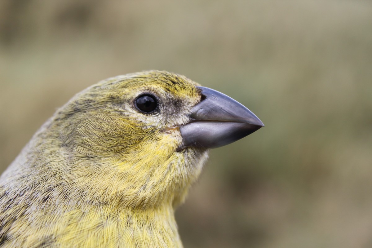 Inaccessible Island Finch (Dunn's) - eBird