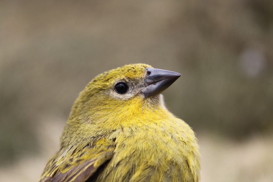 Inaccessible Island Finch (Upland) - eBird