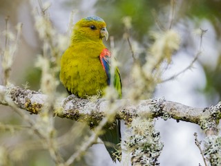 Fuertes's Parrot - eBird