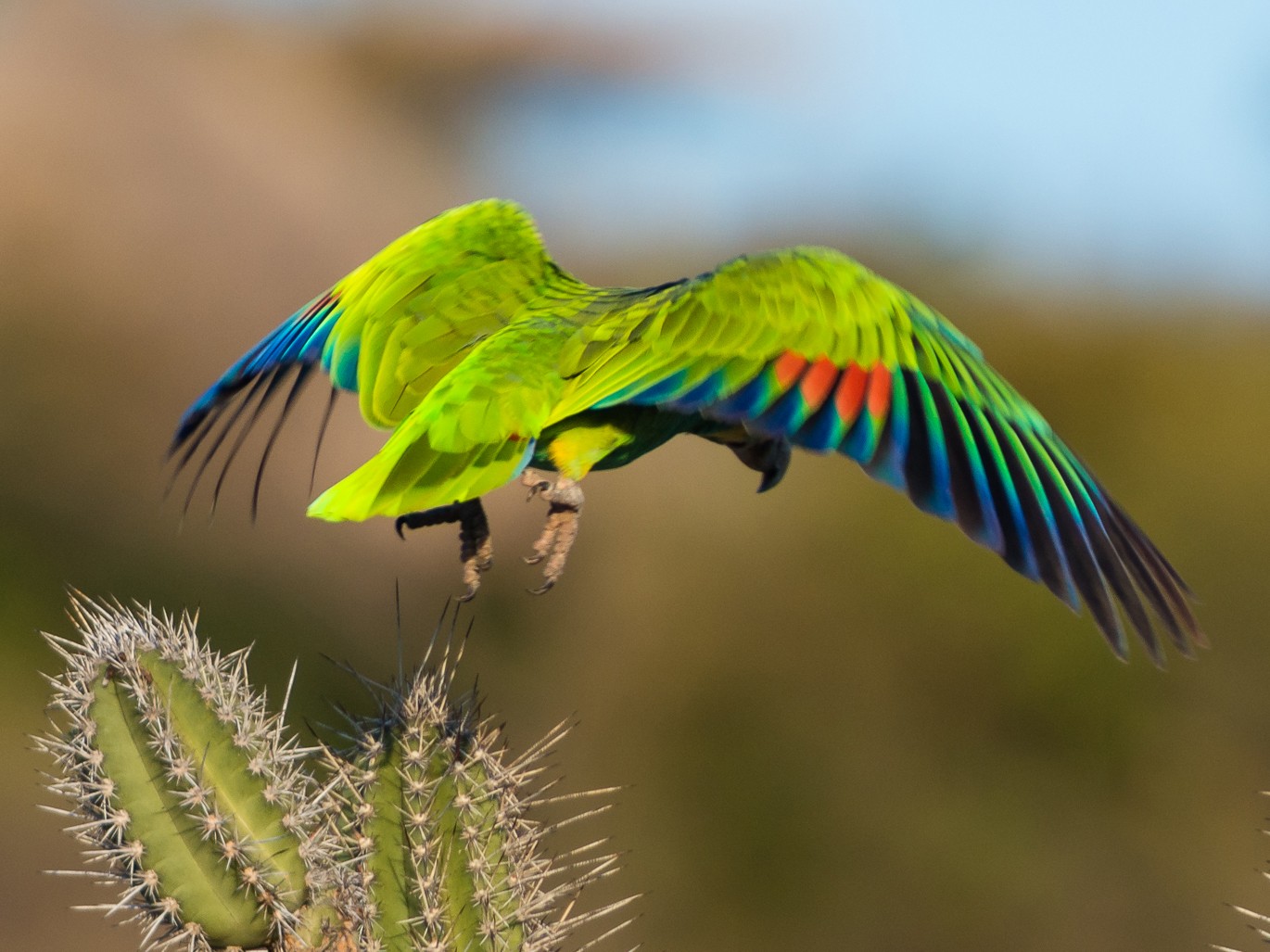 Yellow-shouldered Parrot - eBird