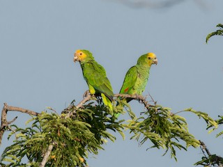 Yellow-shouldered Amazon - eBird