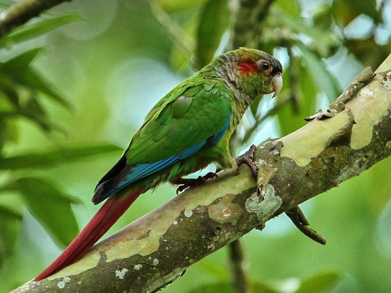 Cotorra Colirroja - eBird