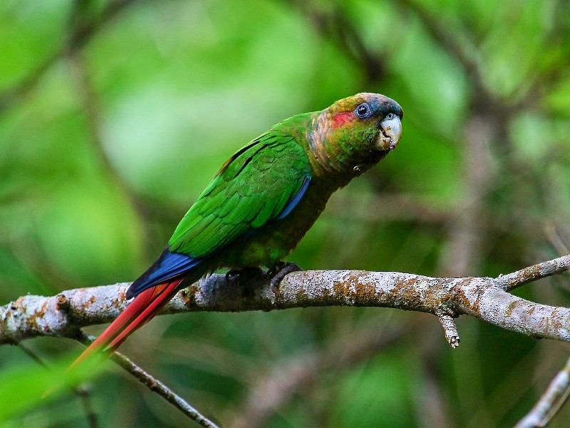 Cotorra Colirroja - eBird