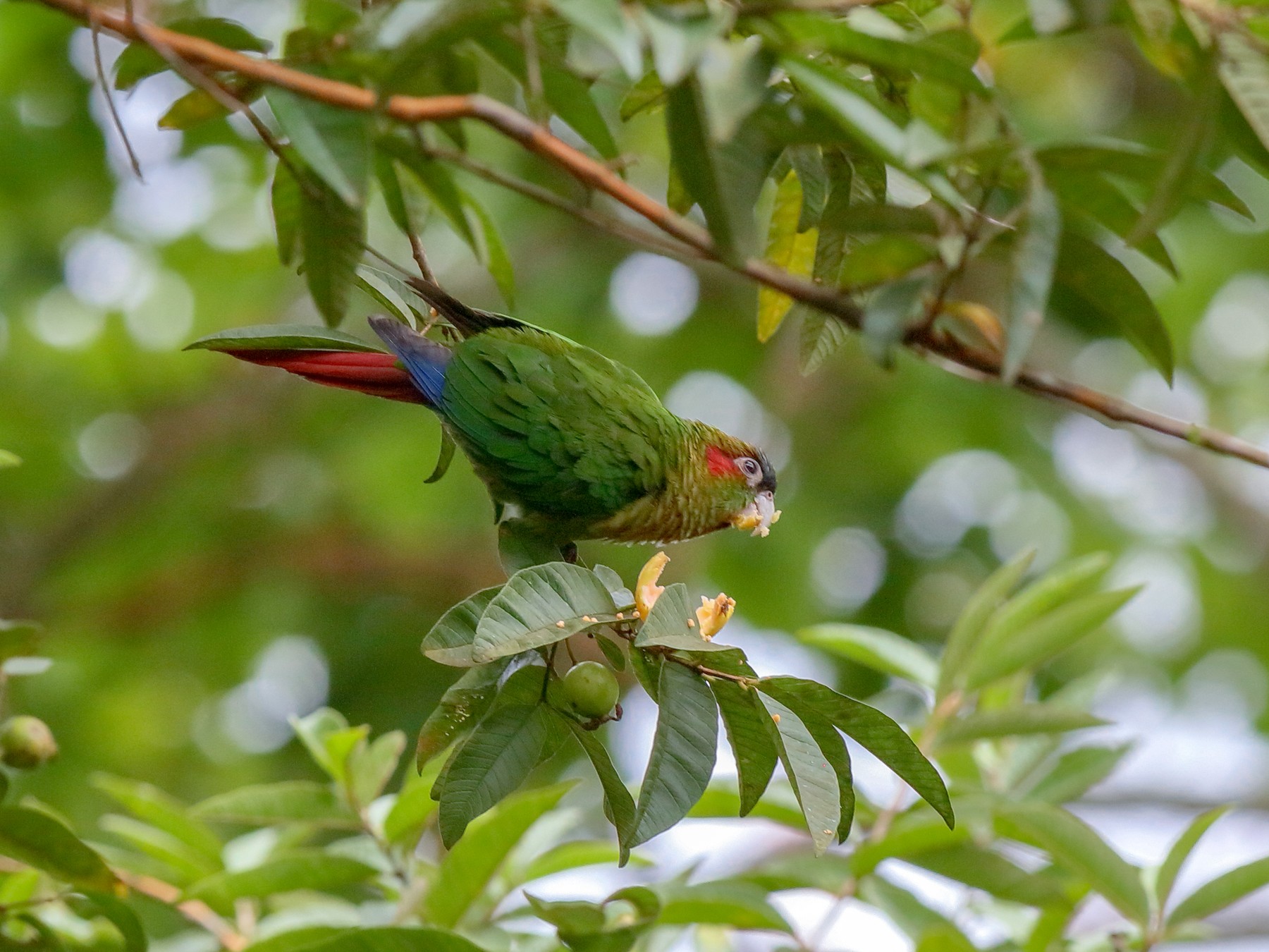 Blood-eared Parakeet - eBird