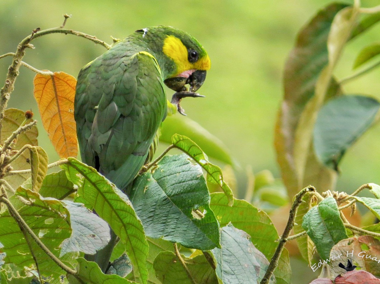 Yellow-eared Parrot - eBird
