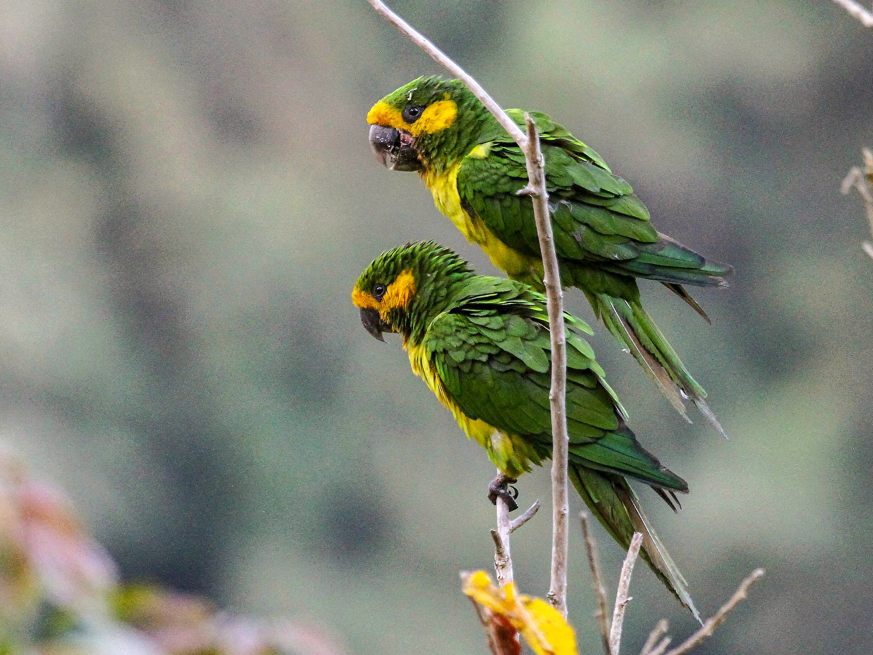 Yellow-eared Parrot - eBird