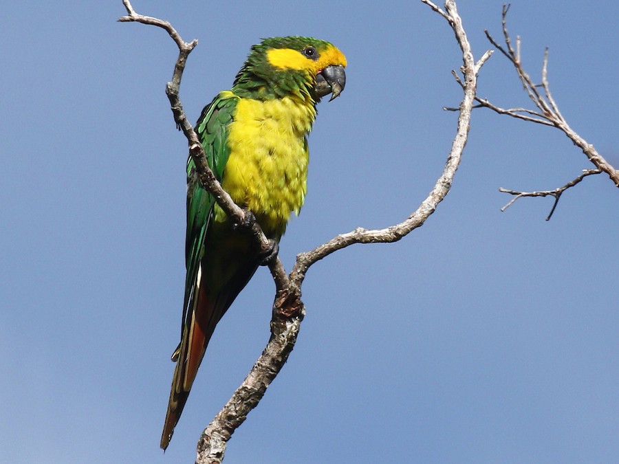 Yellow-eared Parrot - eBird