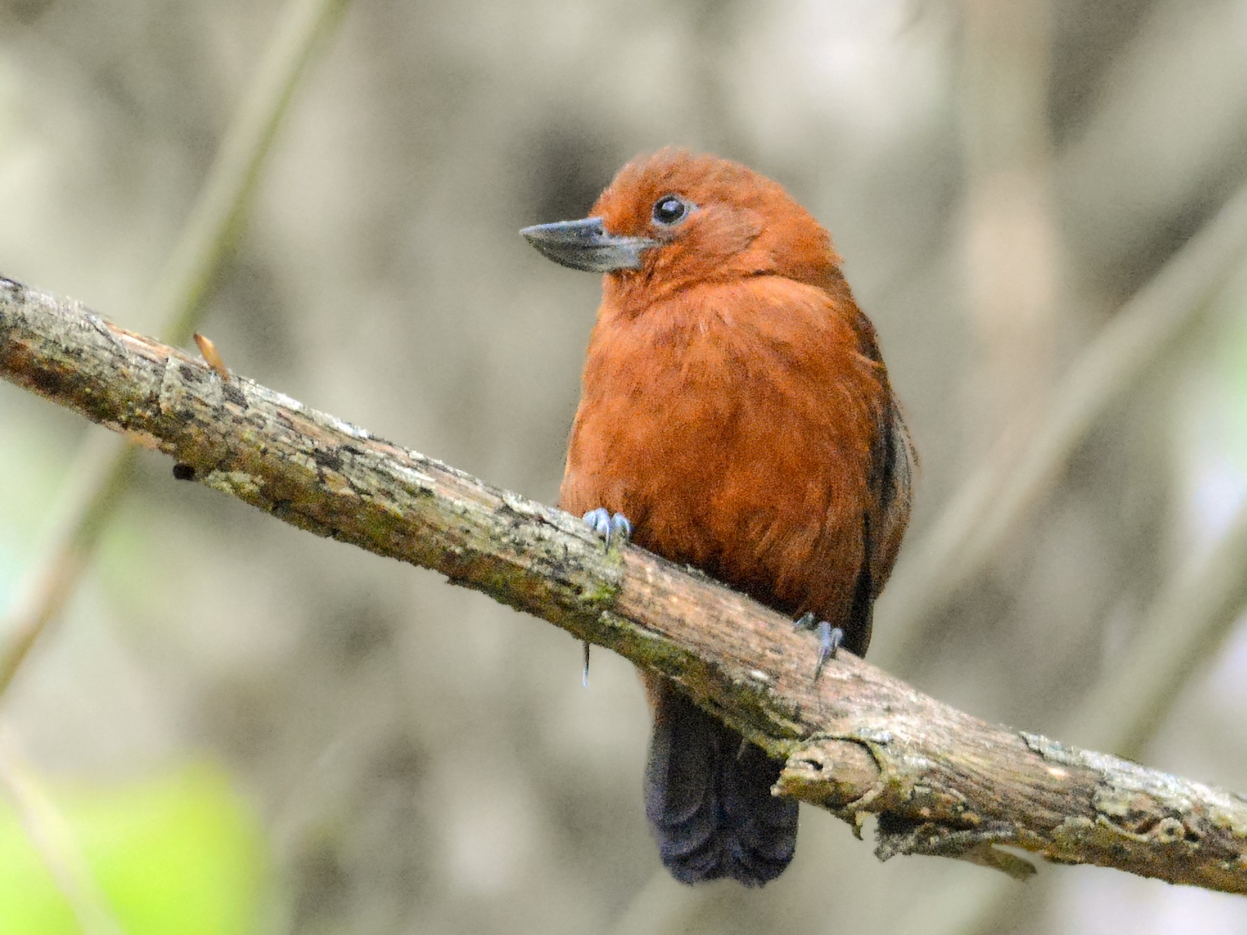 Recurve-billed Bushbird - eBird