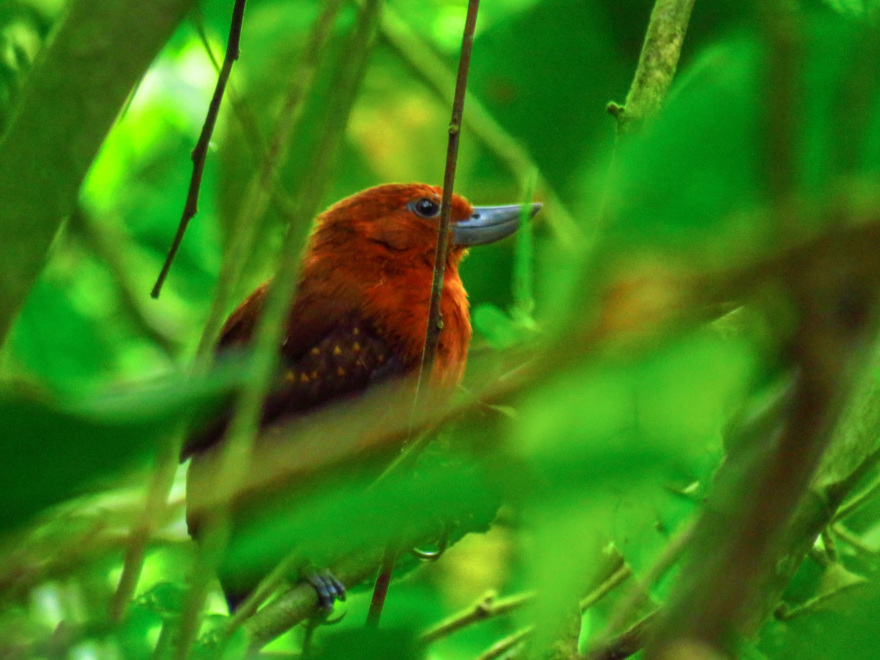 Recurve-billed Bushbird - eBird