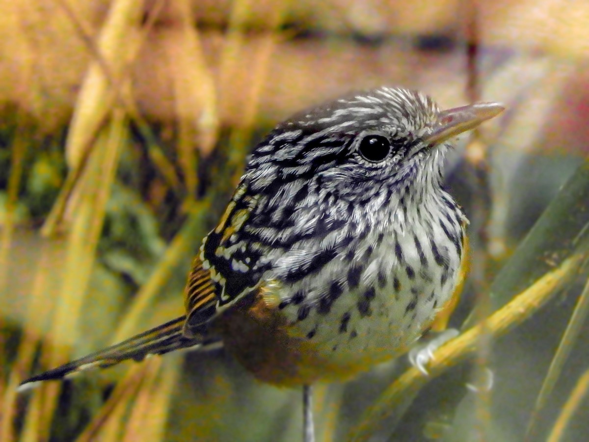 East Andean Antbird - Drymophila caudata - Birds of the World